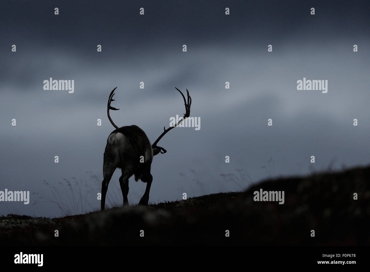 Silhouettet of Reindeer (Rangifer tarandus) rear view, walking away ...