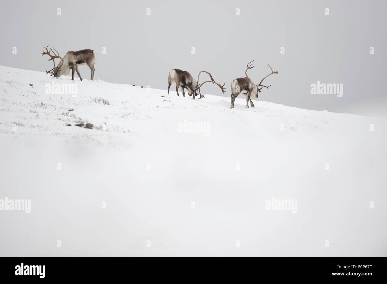 Herd of wild Reindeer (Rangifer tarandus) grazing through snow ...