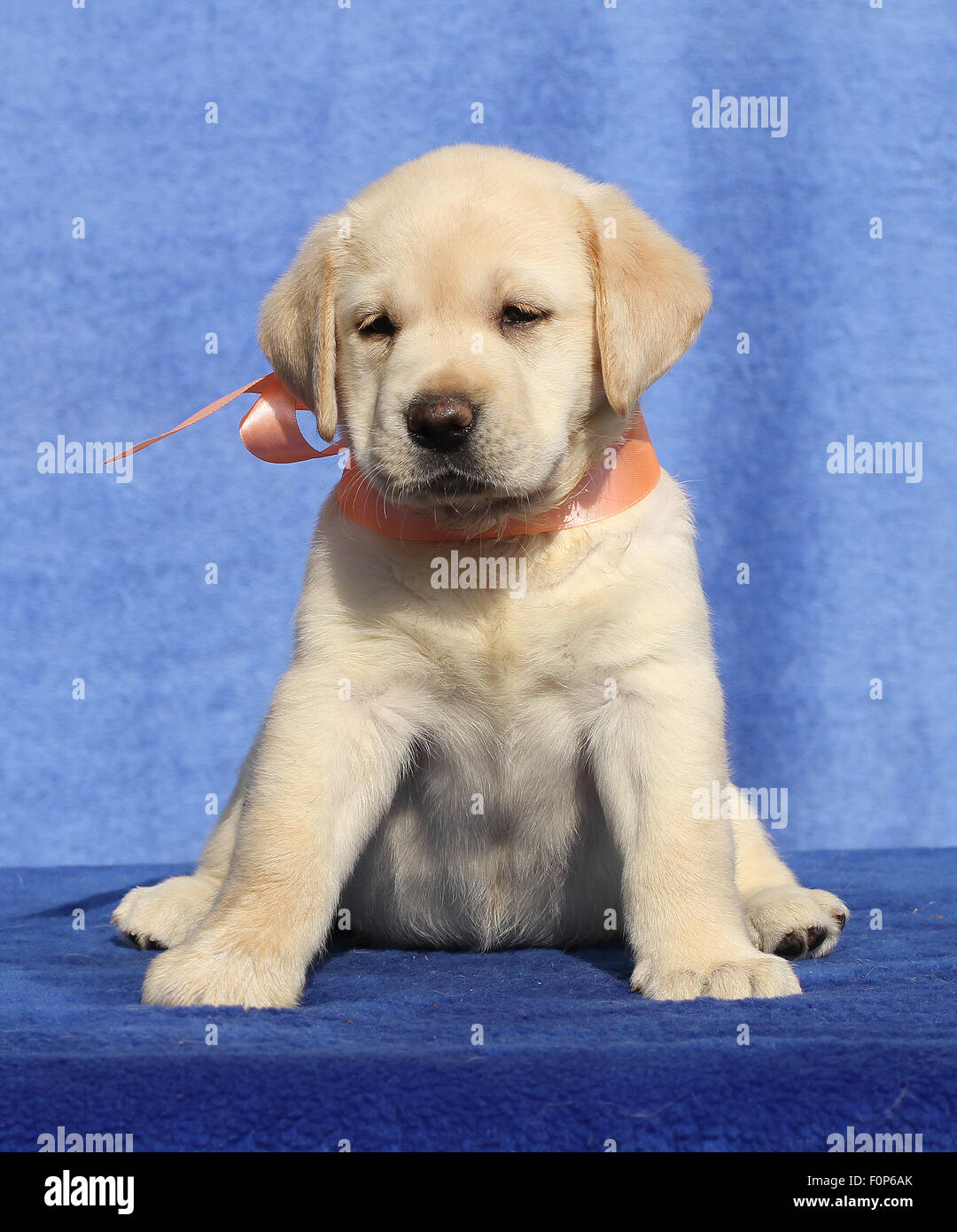 the nice cute yellow labrador puppy on blue background Stock Photo - Alamy