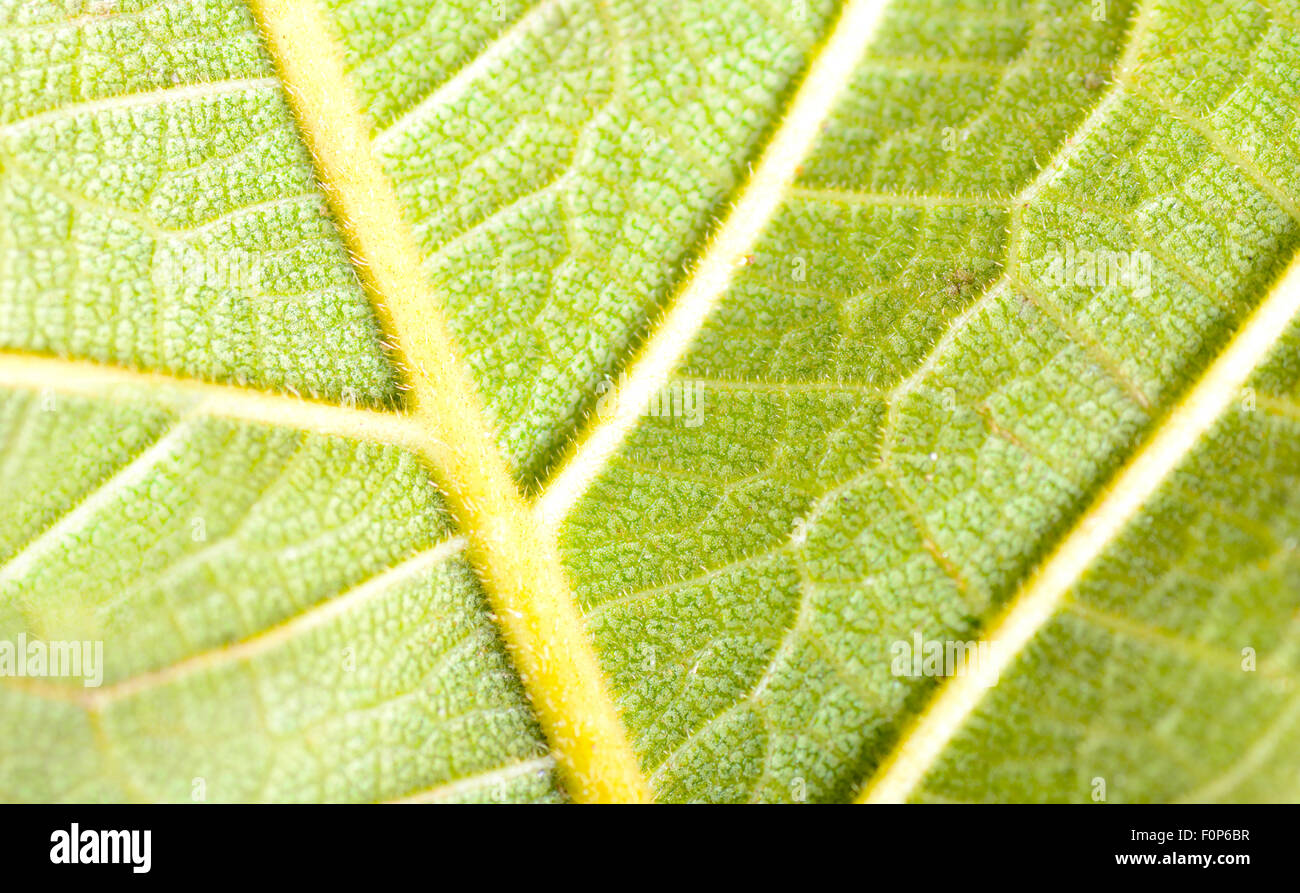 The back of a leaf hi-res stock photography and images - Alamy