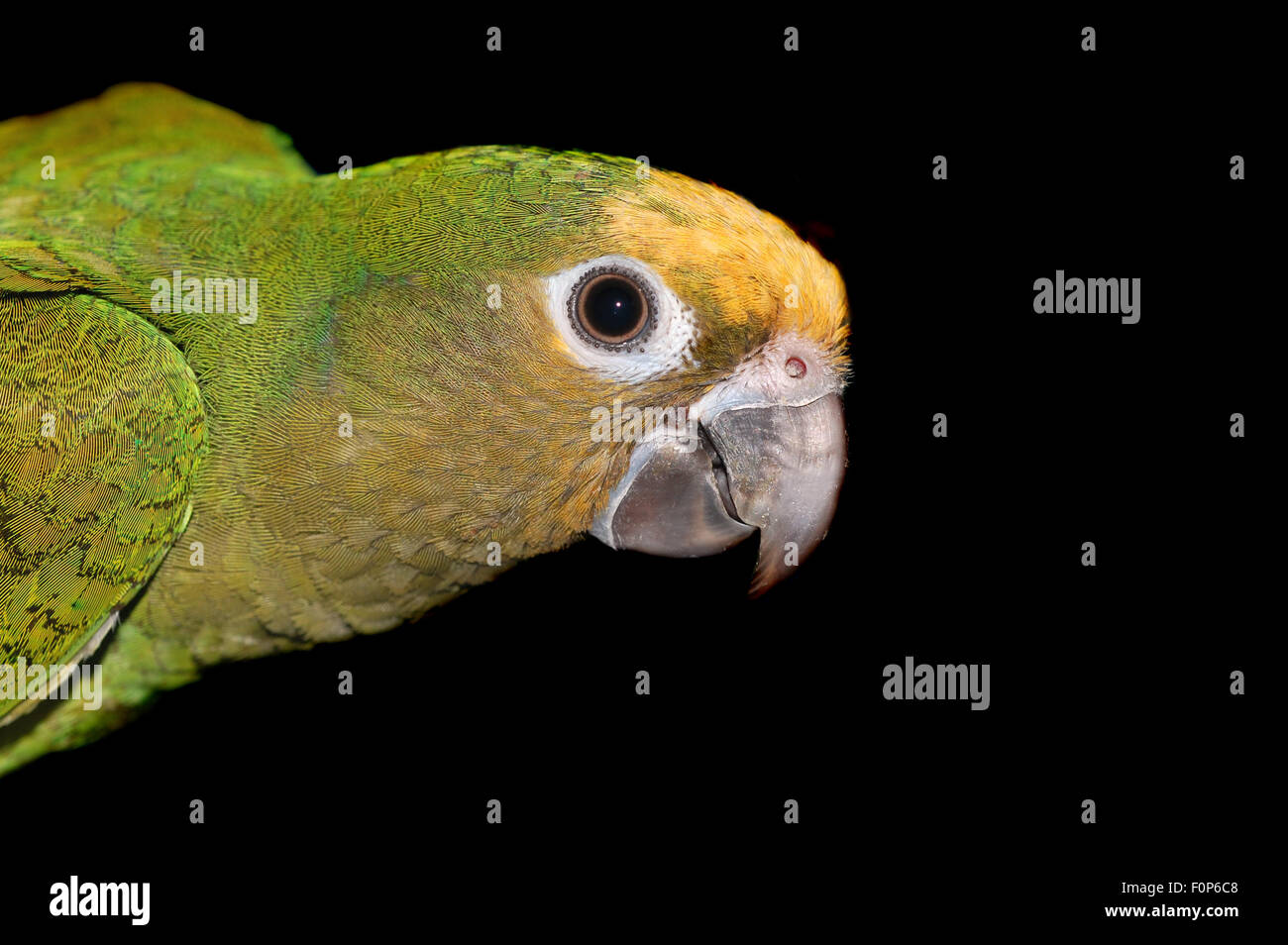 Green parakeet hi-res stock photography and images - Alamy