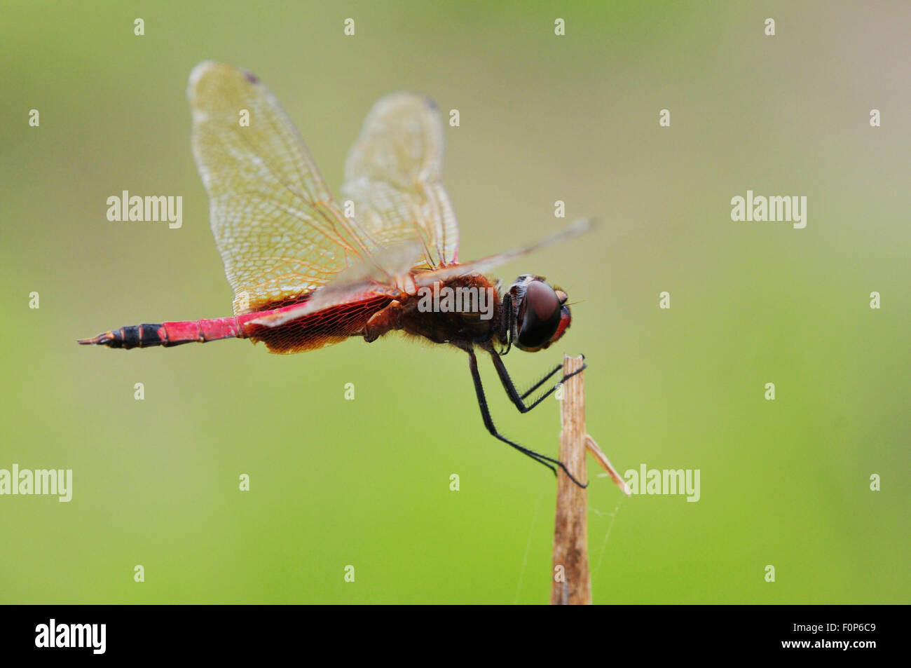 Macro shot of a dragon fly perched on a dried stem Stock Photo - Alamy