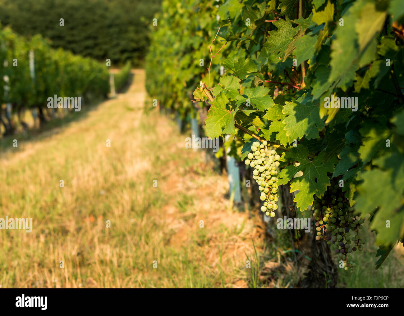 Unripe grapes in a Hungarian viticulture, in the Villany region Stock ...