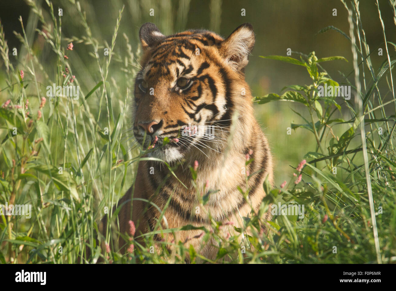 Tenby, Wales, UK. 18th August, 2015. New Sumatran Tiger at Manor ...