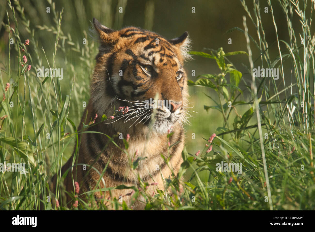 Tenby, Wales, UK. 18th August, 2015. New Sumatran Tiger at Manor ...