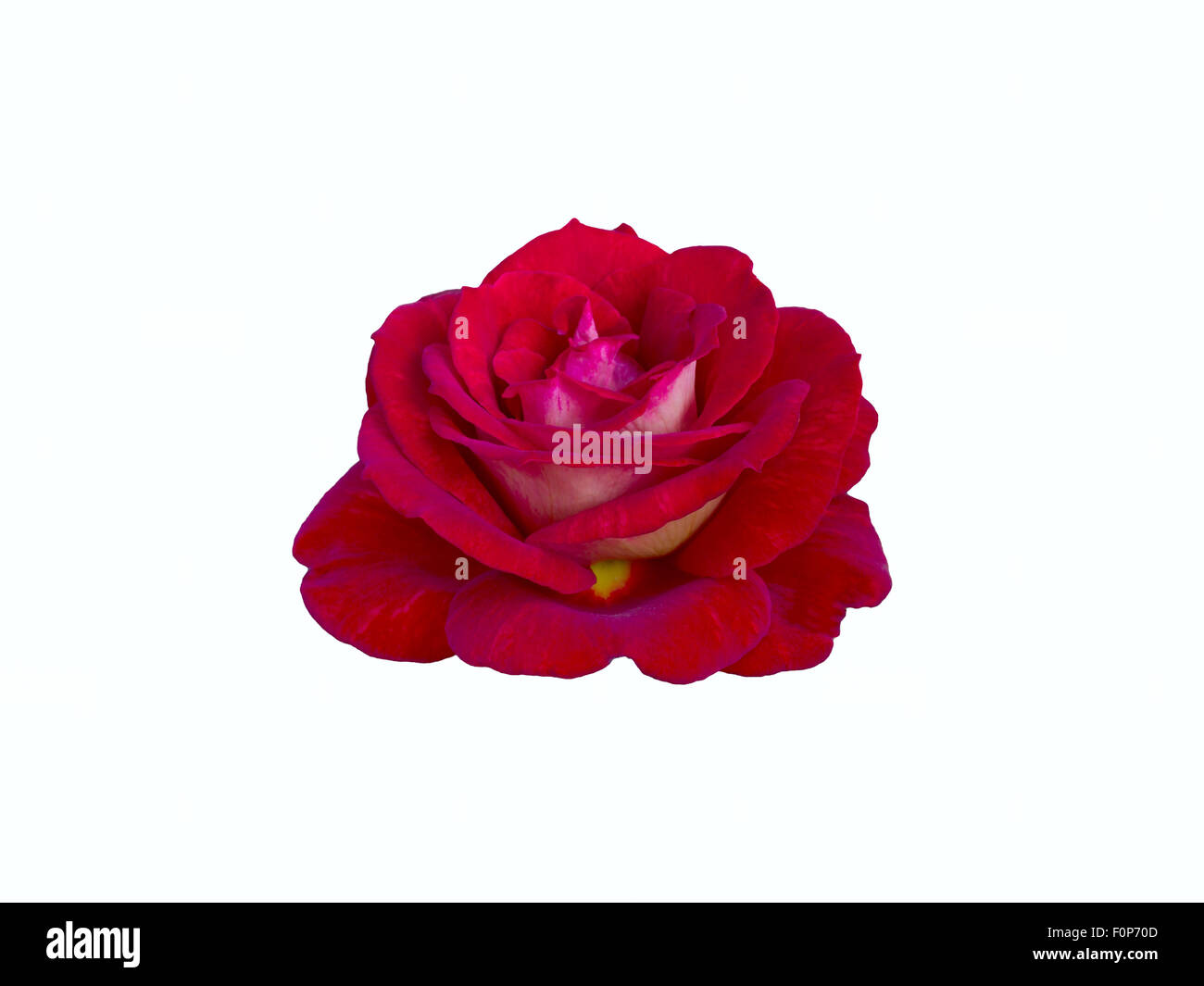 Dark red rose Stock Photo - Alamy