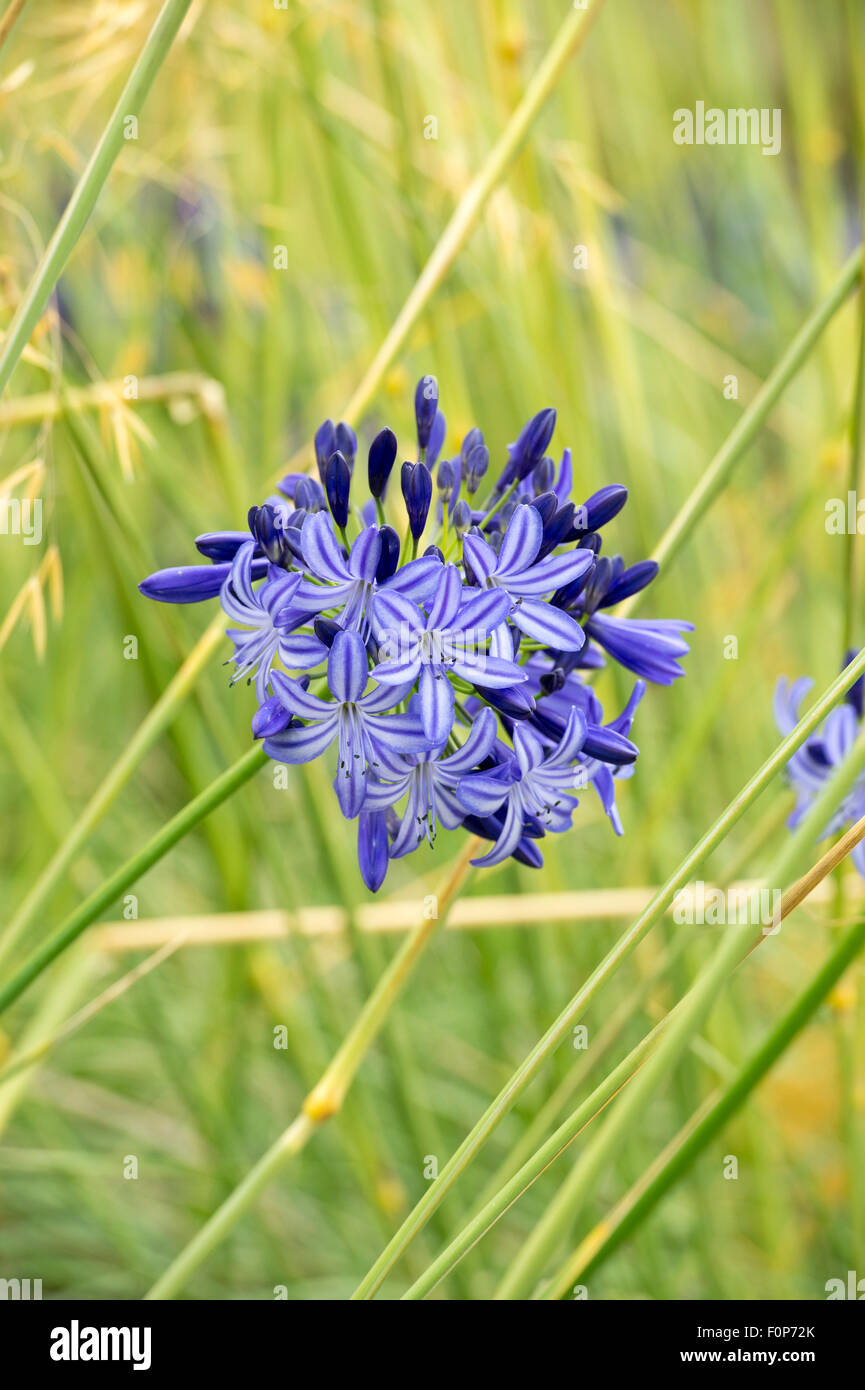Agapanthus Taw Valley. African blue lily Stock Photo - Alamy