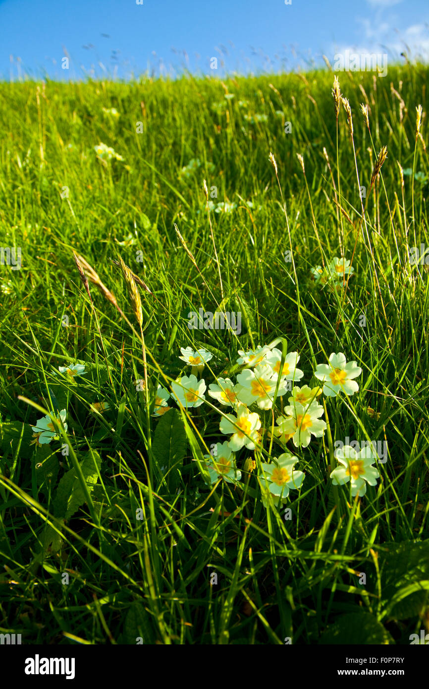Primroses primula sp hi-res stock photography and images - Alamy