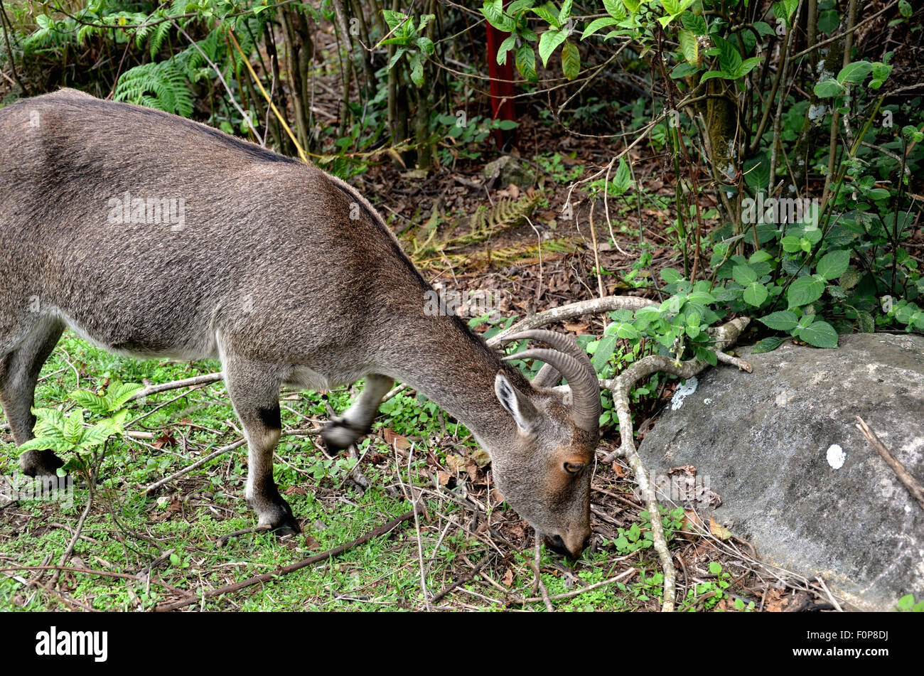 Endangered Wild Goat Stock Photo - Alamy