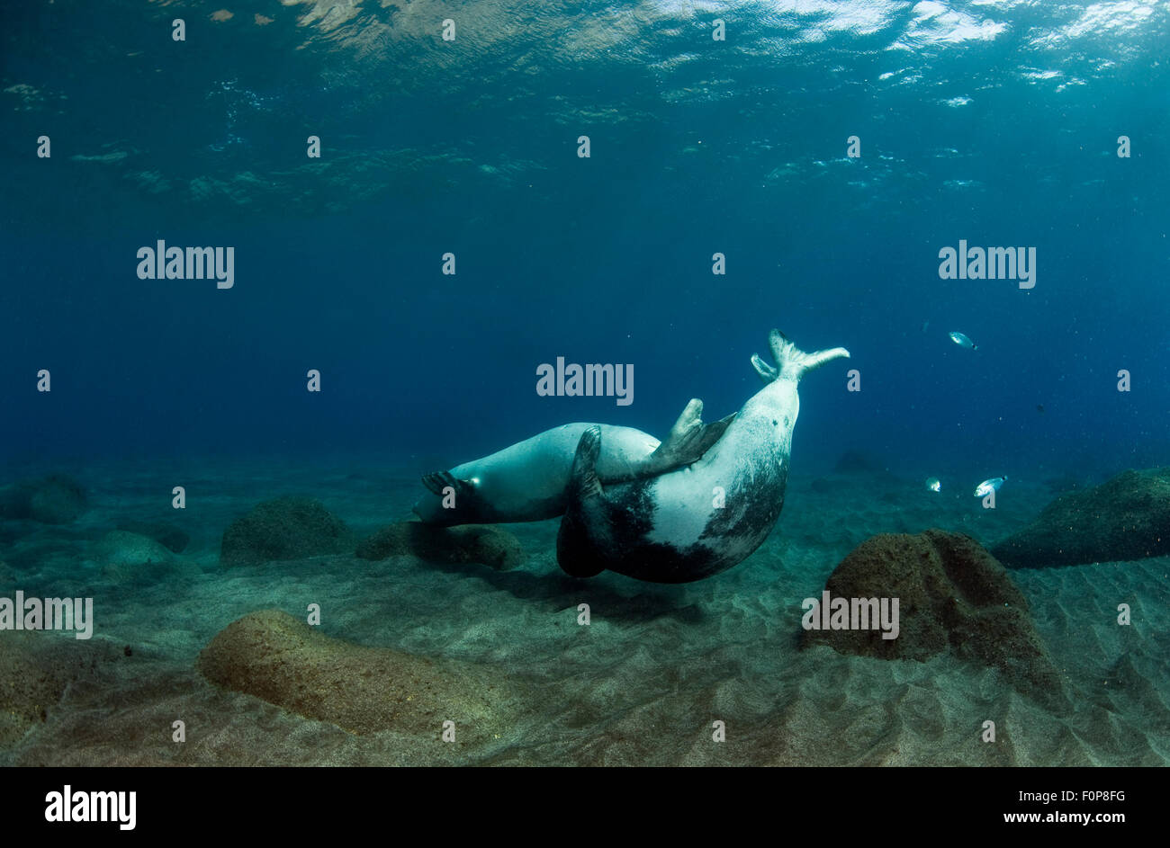 Mediterranean Monk seal (Monachus monachus) pair mating, Deserta Grande ...