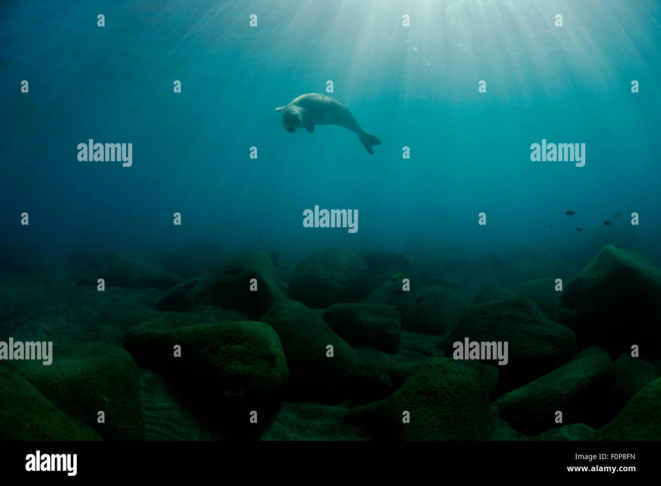 Mediterranean Monk seal (Monachus monachus) juvenile male, Deserta ...