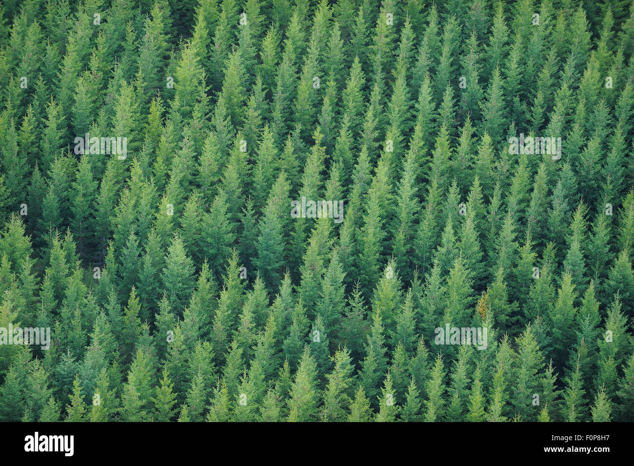 Aerial view of a Norway spruce (Picea abies) plantation, Uppland ...