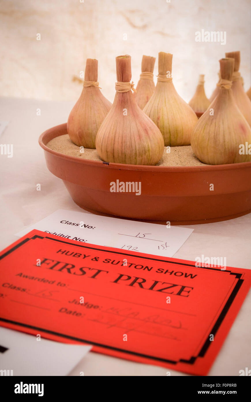 First prize award for onions at local country show Stock Photo - Alamy