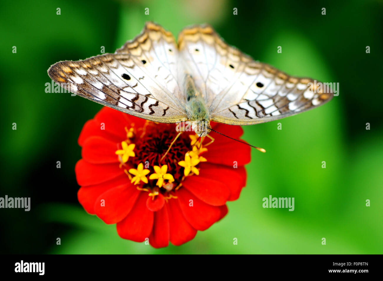 Red and white butterfly hi-res stock photography and images - Alamy