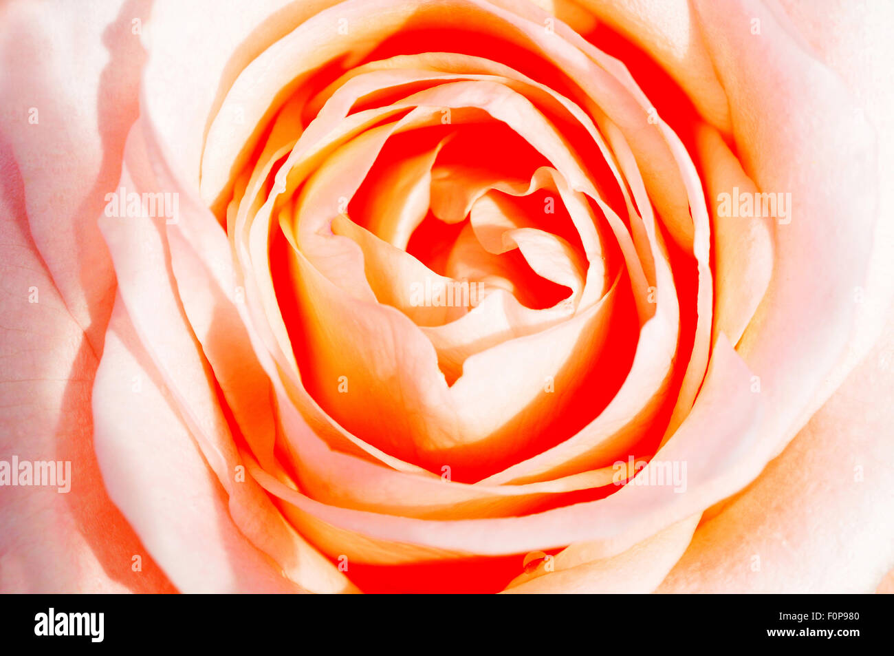 Rose with soft lighting hi-res stock photography and images - Alamy