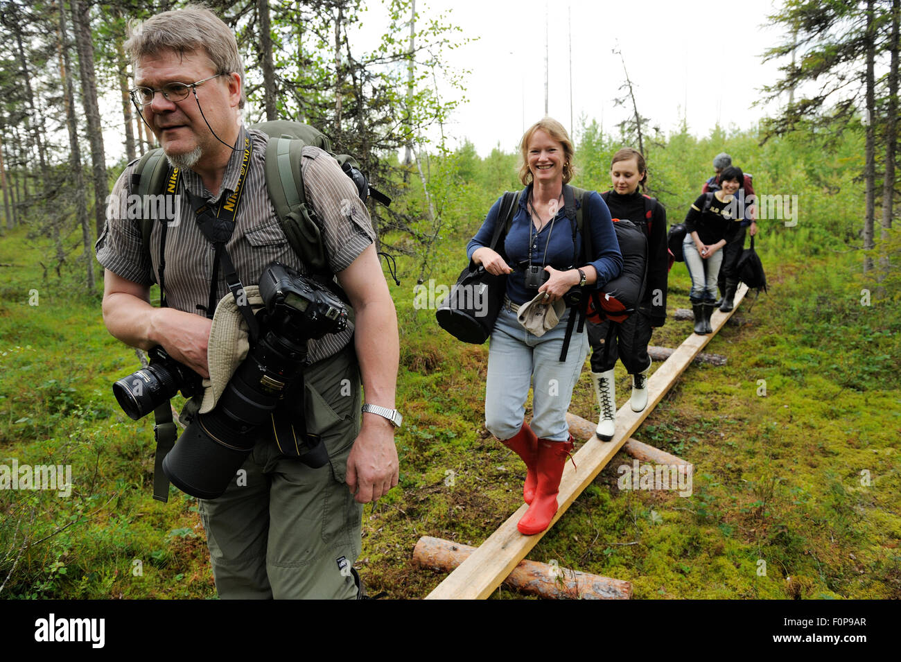 Bear watching tourists on their way to the hides, Lassi Rautiainen in ...
