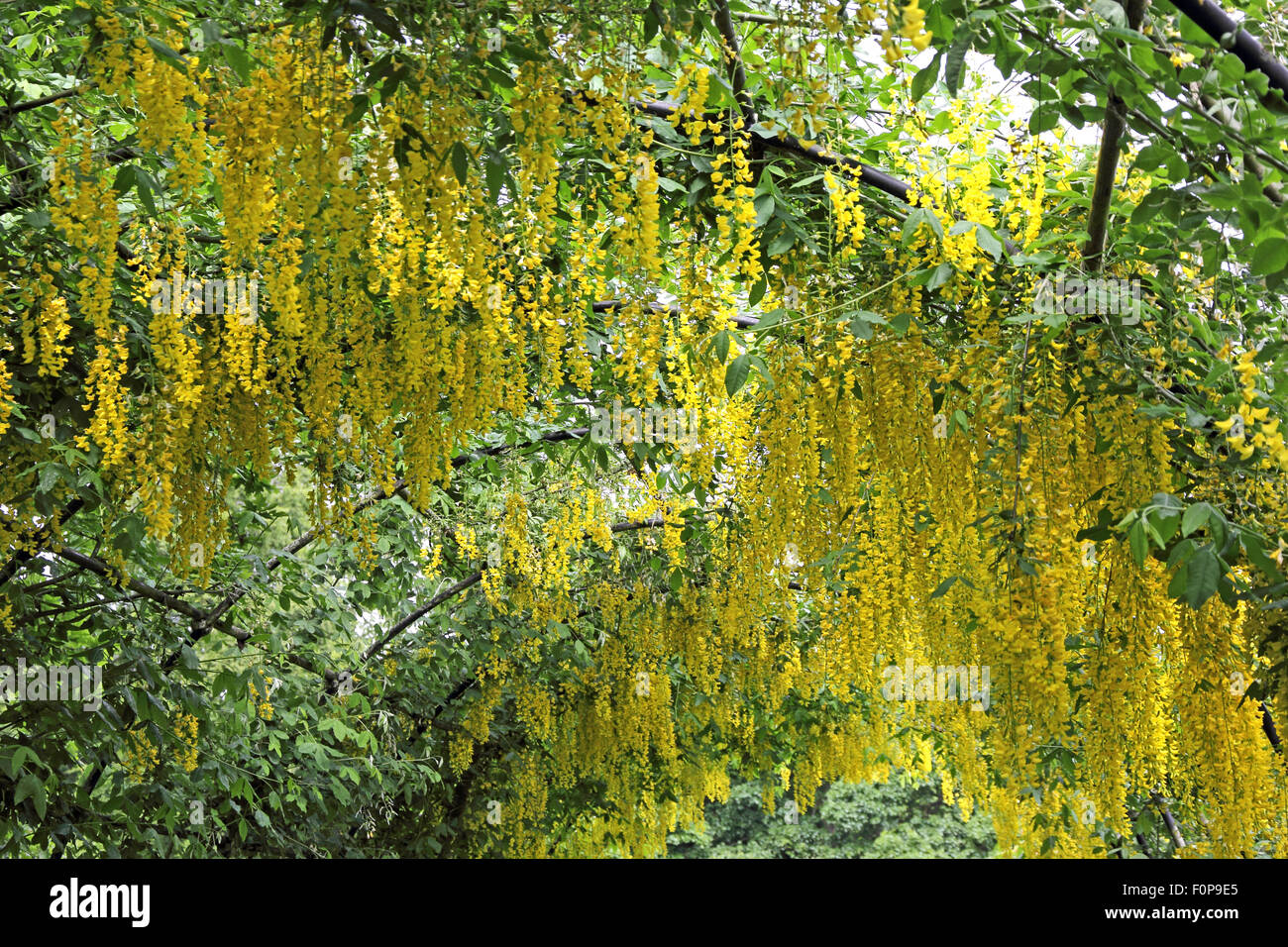 Tunnel of flowering Laburnum Stock Photo - Alamy