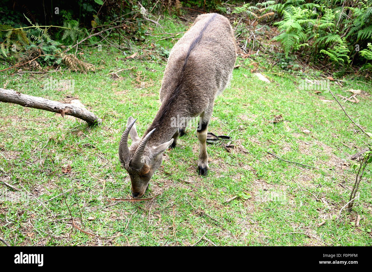 Endangered Wild Goat Stock Photo - Alamy