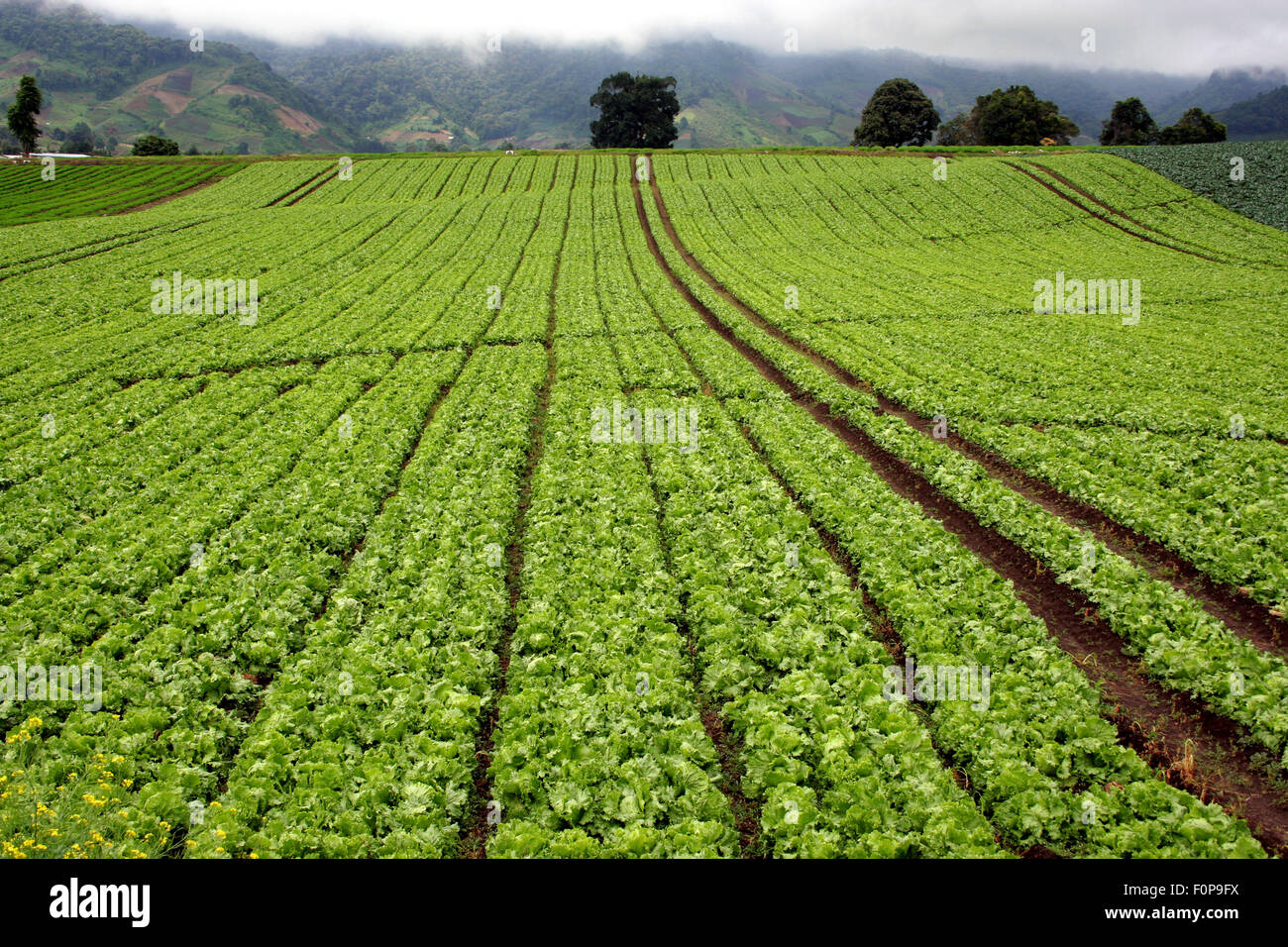 Wide angle shot of a planted field Stock Photo - Alamy