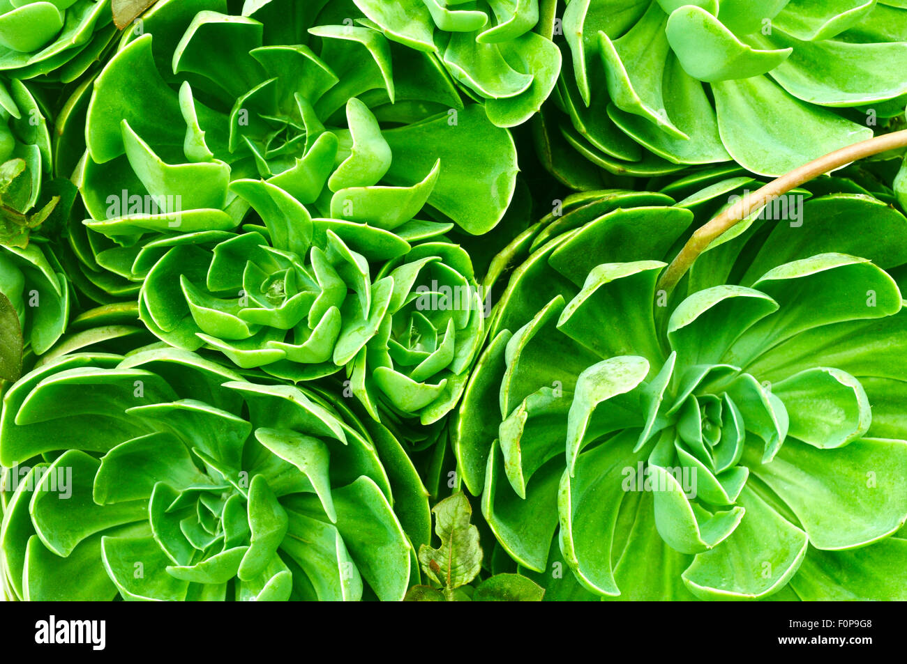 Lushly hi-res stock photography and images - Alamy