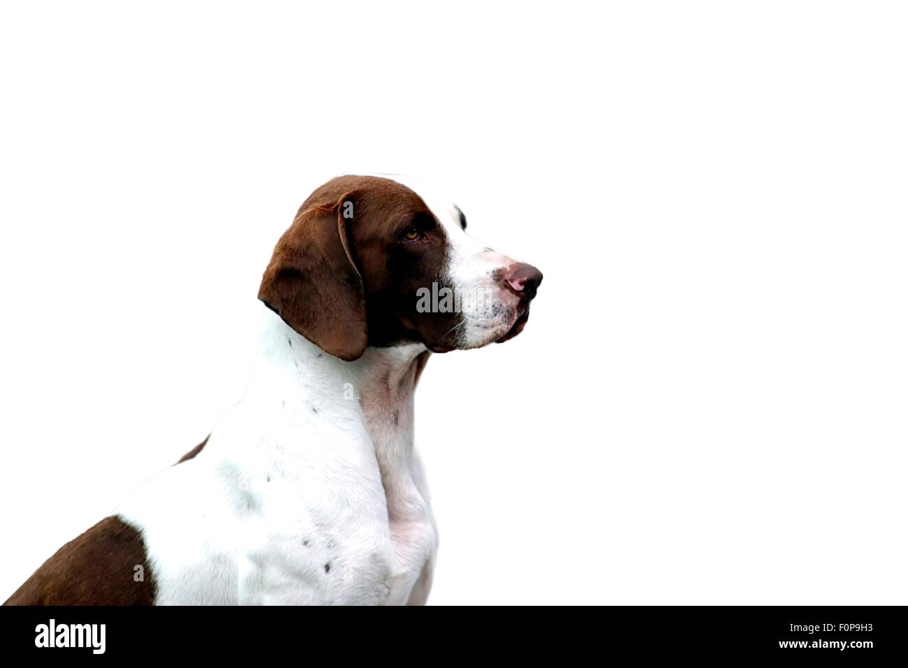 Black white pointer hunting dog hi-res stock photography and images - Alamy