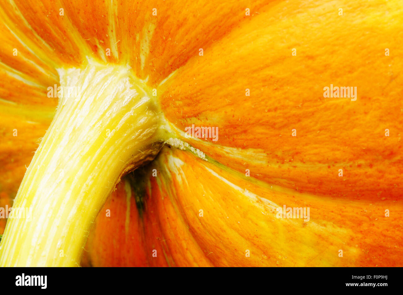 Stem round hi-res stock photography and images - Alamy