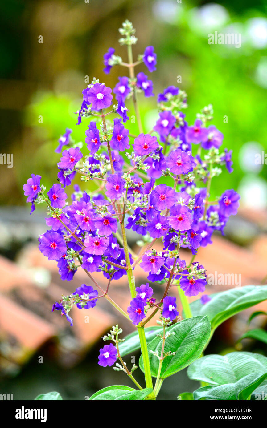 Bouquet of purple nazareno flowers in a garden Stock Photo - Alamy