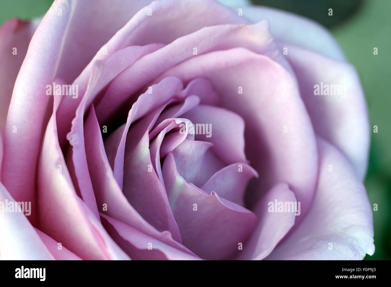 Beautiful purple rose close up Stock Photo - Alamy