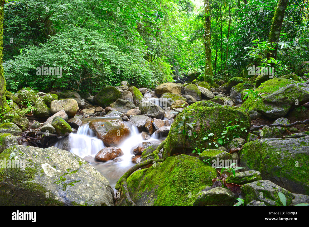 Small river bed in the lush rain forest of Panama with slow shutter ...