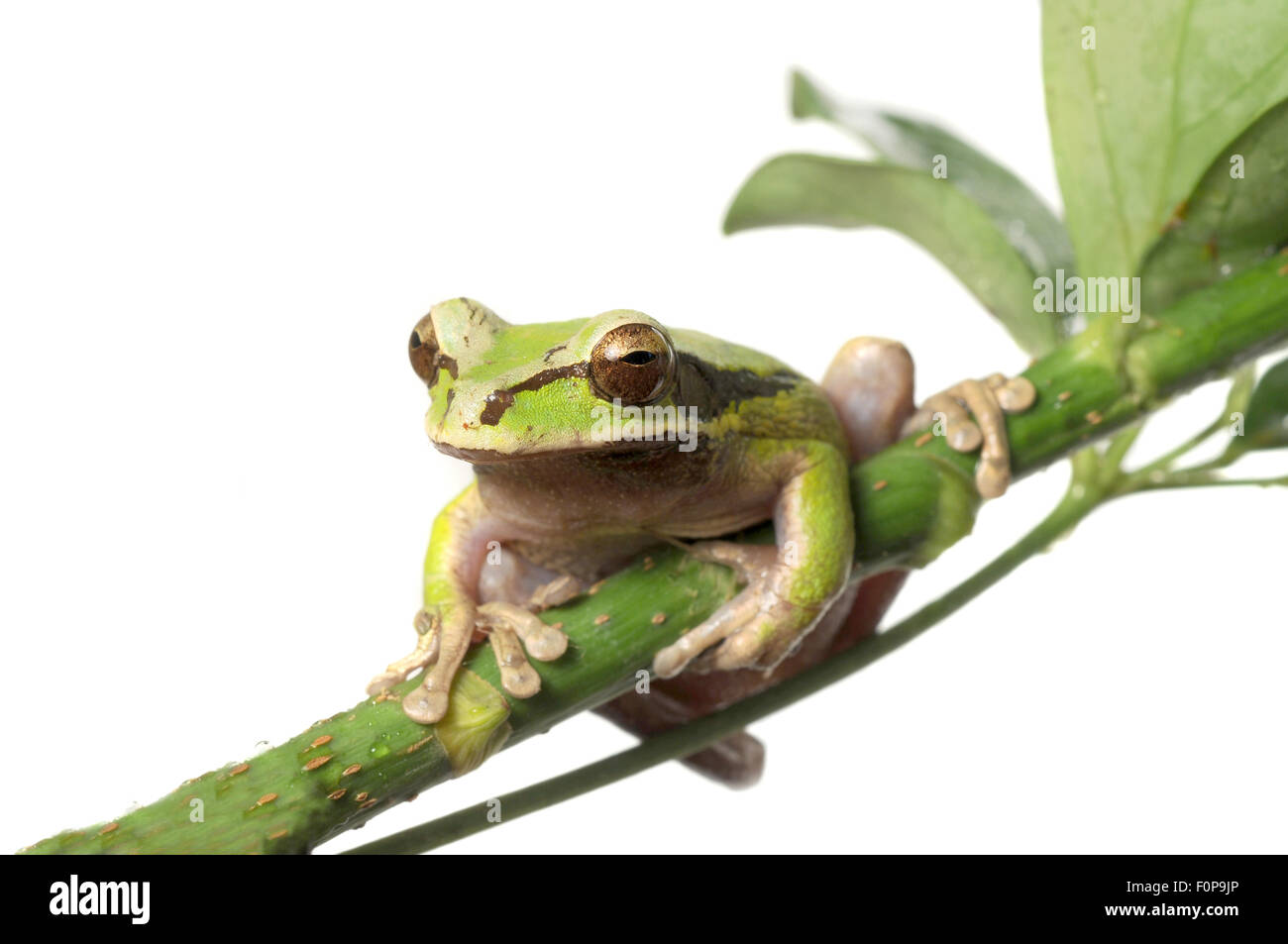 Rain forest tree frog isolated on white Stock Photo - Alamy