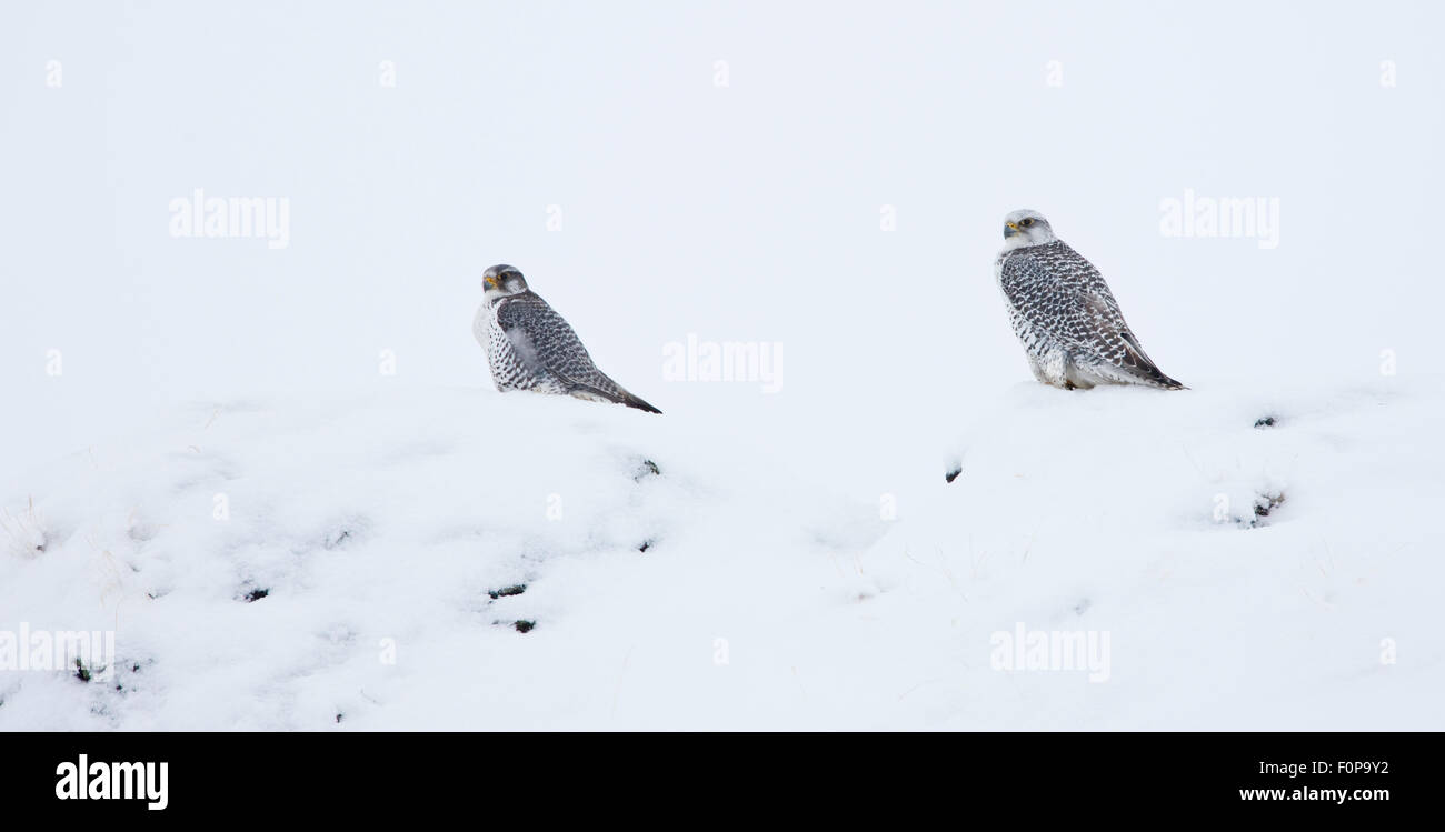 Gyrfalcon Snow Prey High Resolution Stock Photography and Images - Alamy