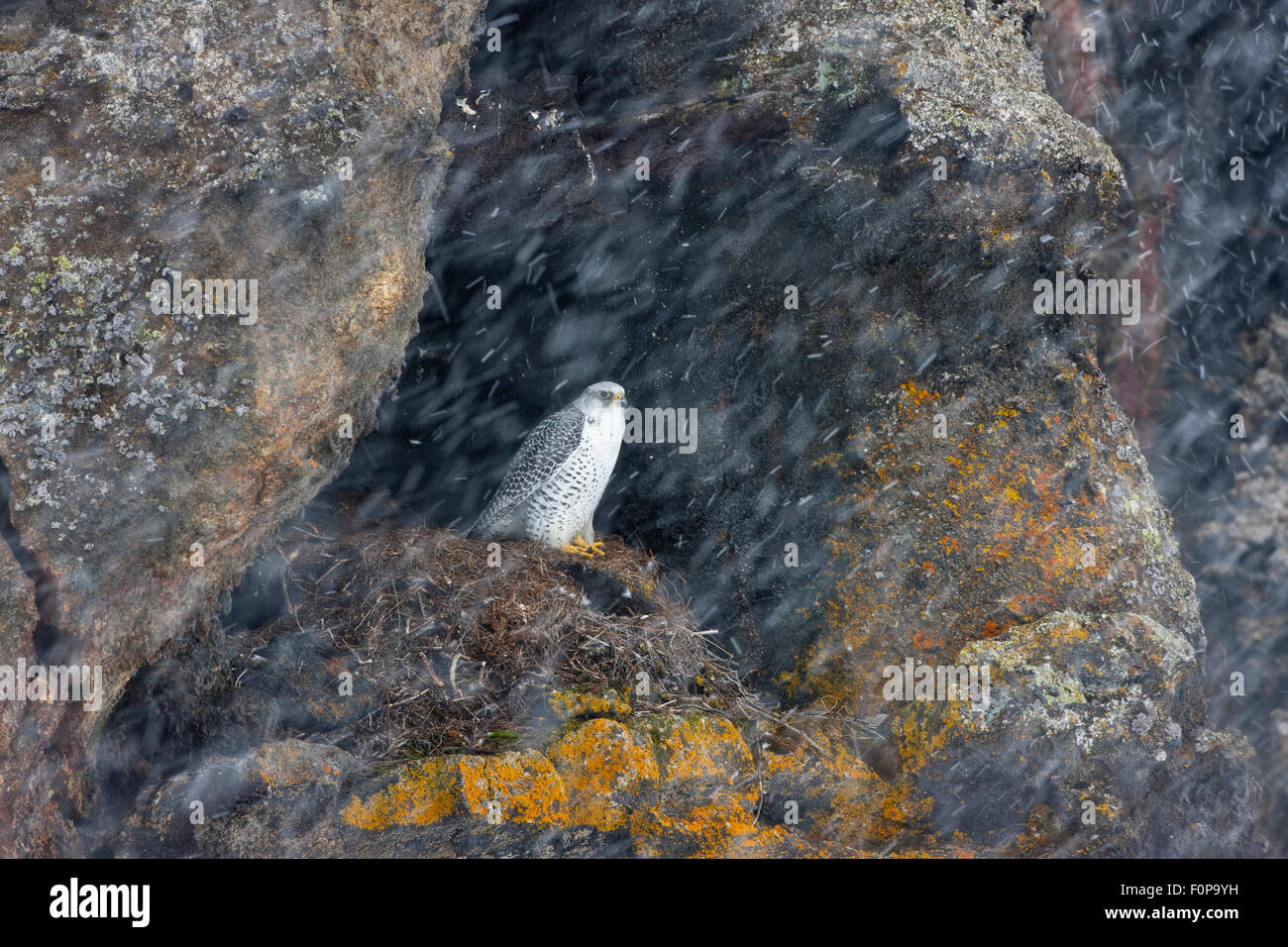 Female Gyrfalcon (Falco rusticolus) on nest, Myvatn, Thingeyjarsyslur ...