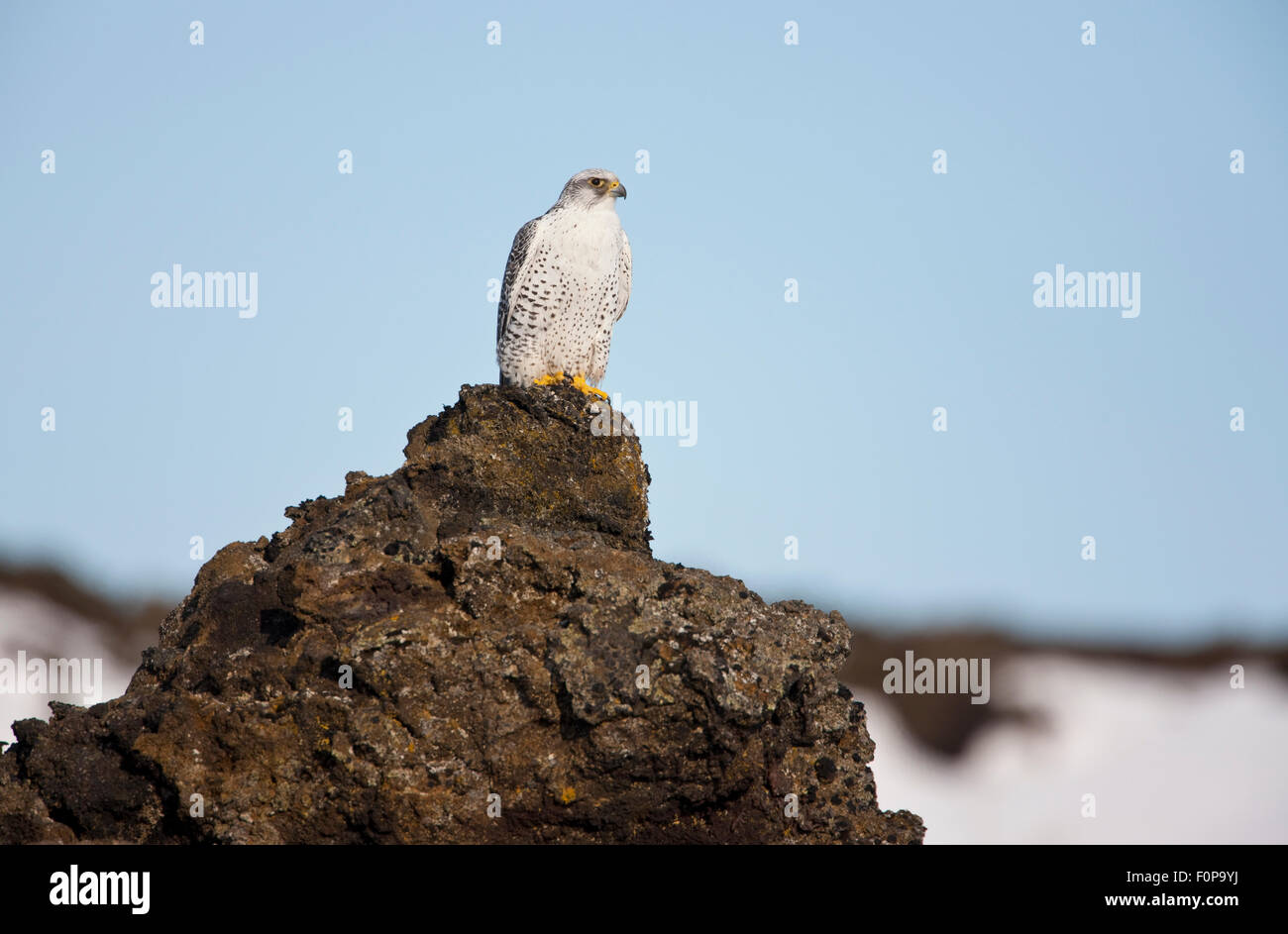 Female Gyrfalcon (Falco rusticolus) perched on top of rock, Myvatn ...