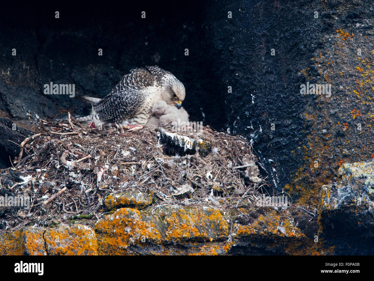 Female Gyrfalcon (Falco rusticolus) on nest with chicks, Myvatn ...