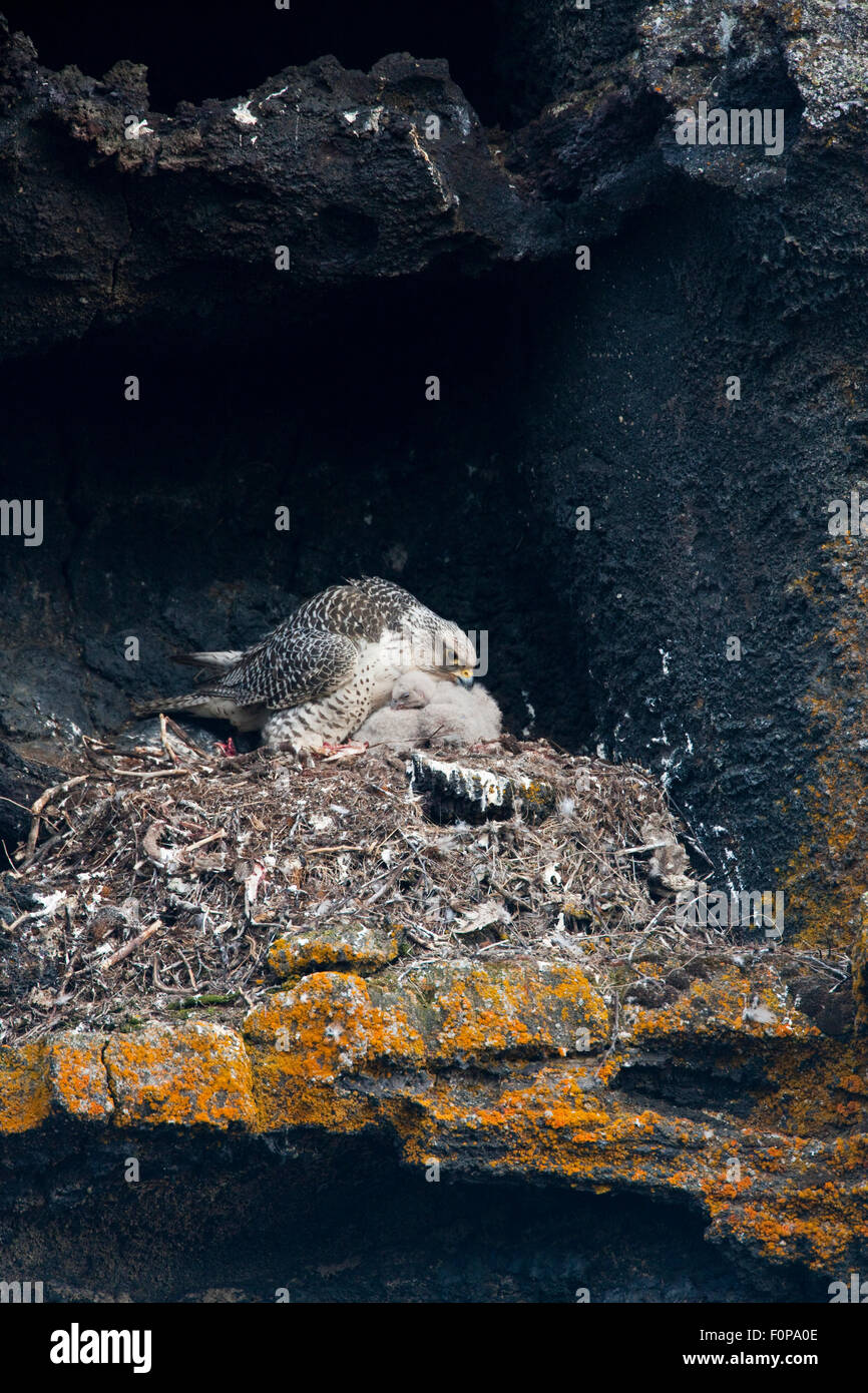 Female Gyrfalcon (Falco rusticolus) on nest with chicks, Myvatn ...