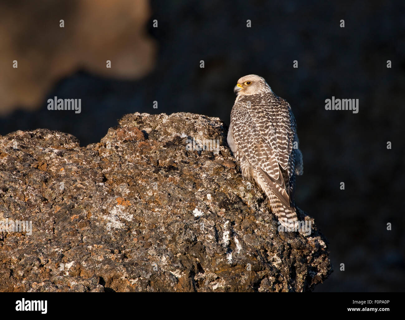 Female Gyrfalcon (Falco rusticolus) perched on rock, Myvatn ...