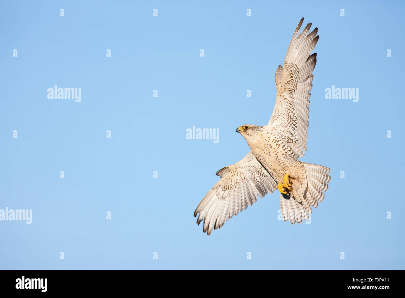 Female Gyrfalcon (Falco rusticolus) in flight, Myvatn, Thingeyjarsyslur ...
