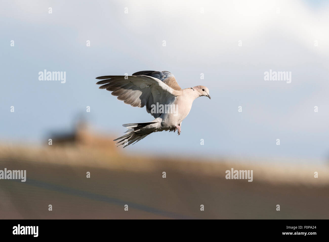 Side view of collared dove hi-res stock photography and images - Alamy