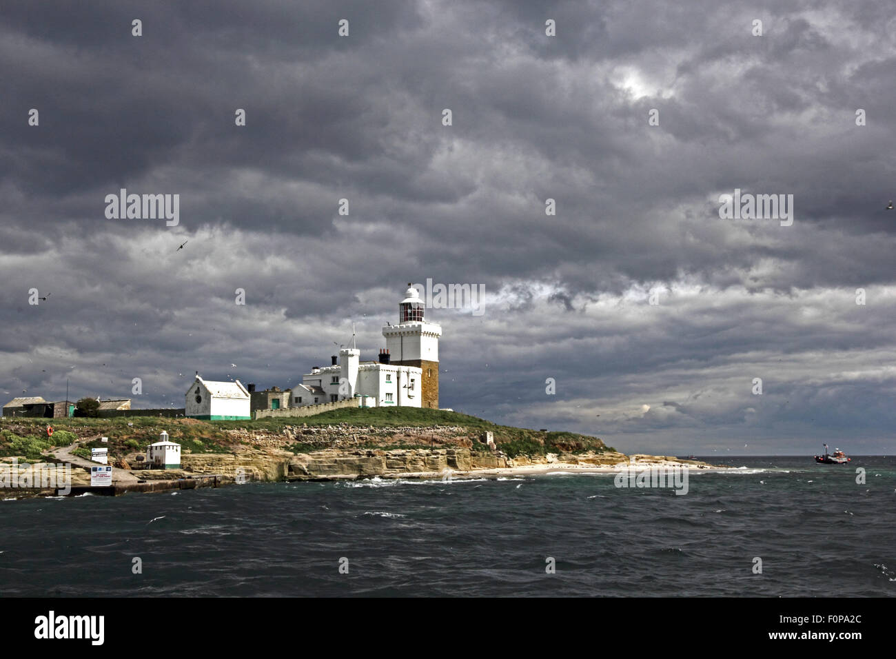 Lighthouse on Coquet Island, Amble, Northumberland Stock Photo - Alamy