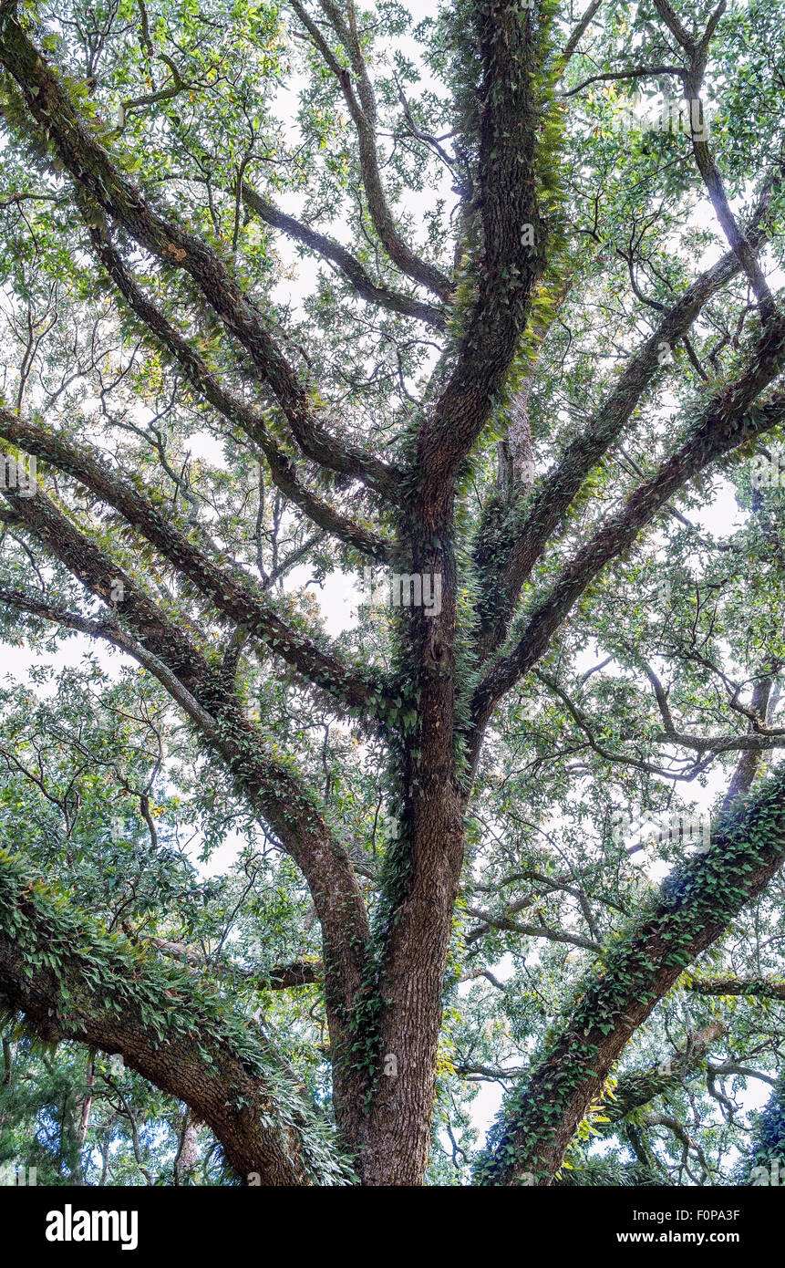 Hardwood Trees Of Alabama