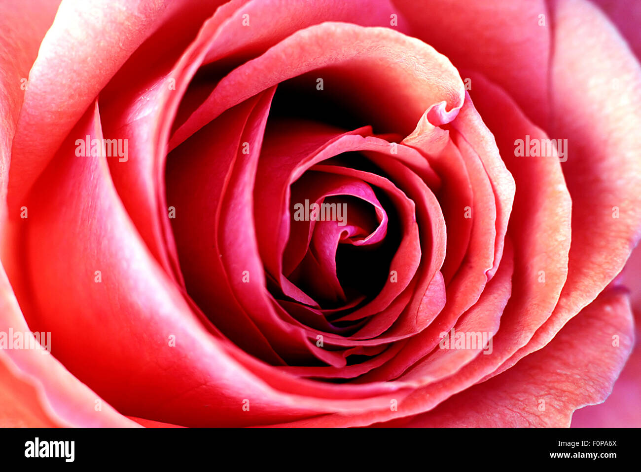 Beautiful pink rose in a macro shot Stock Photo - Alamy