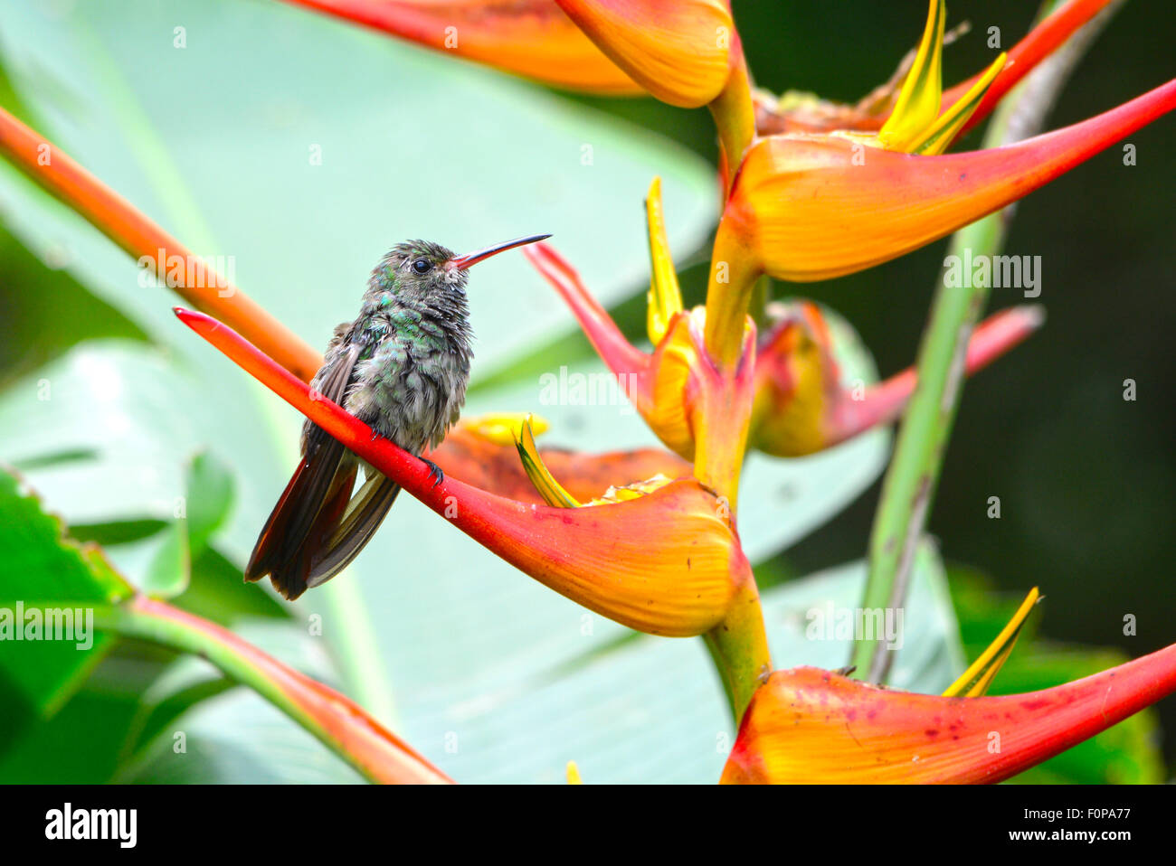 Heliconia hummingbird hi-res stock photography and images - Alamy
