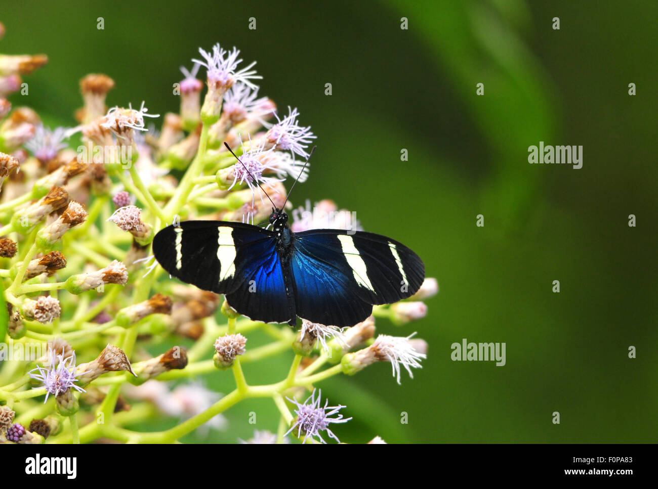 Sara longwing butterfly wildlife hi-res stock photography and images ...