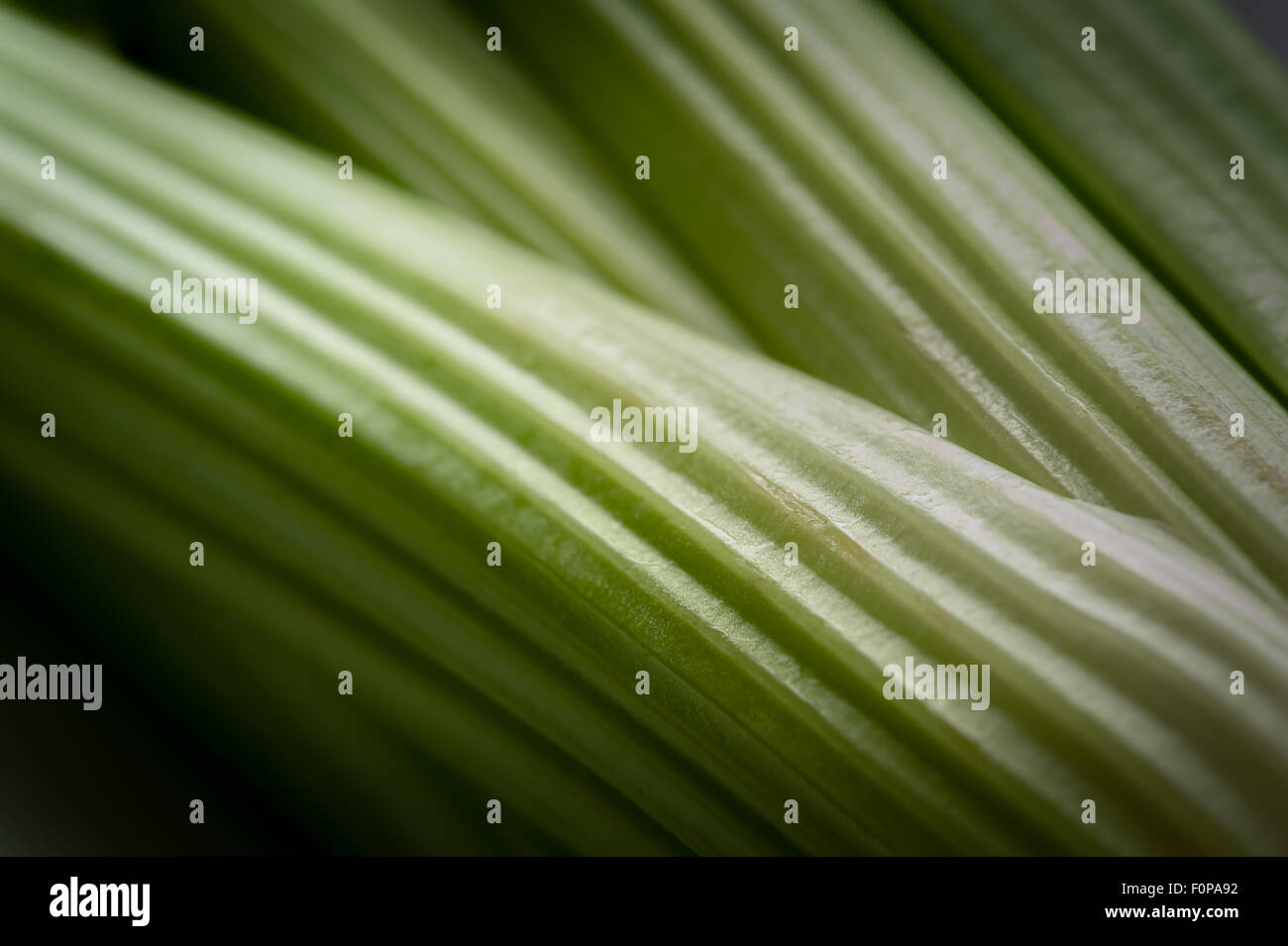 Close up view of ribs of celery Stock Photo - Alamy