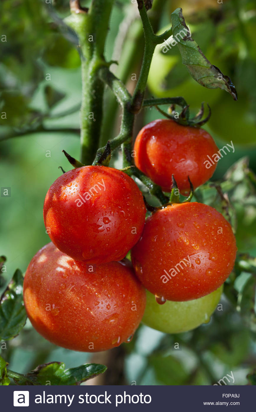 F1 Stock Photos & F1 Stock Images - Alamy