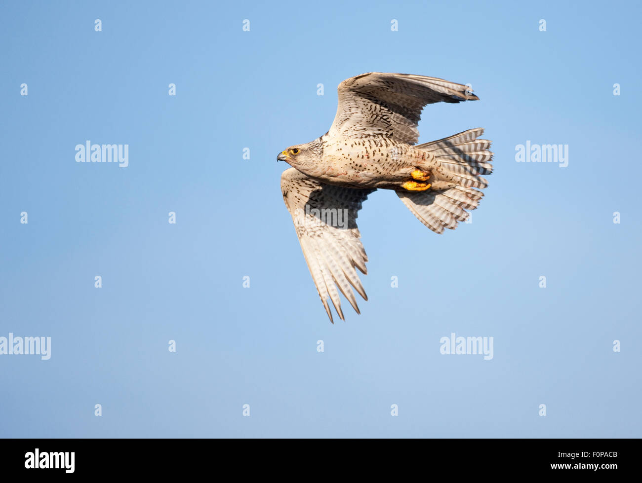 Female Gyrfalcon (Falco rusticolus) in flight, Myvatn, Thingeyjarsyslur ...