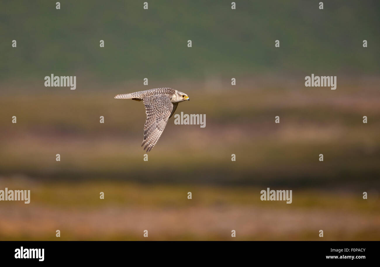 Gyrfalcon (Falco rusticolus) in flight, Thingeyjarsyslur, Iceland, June ...