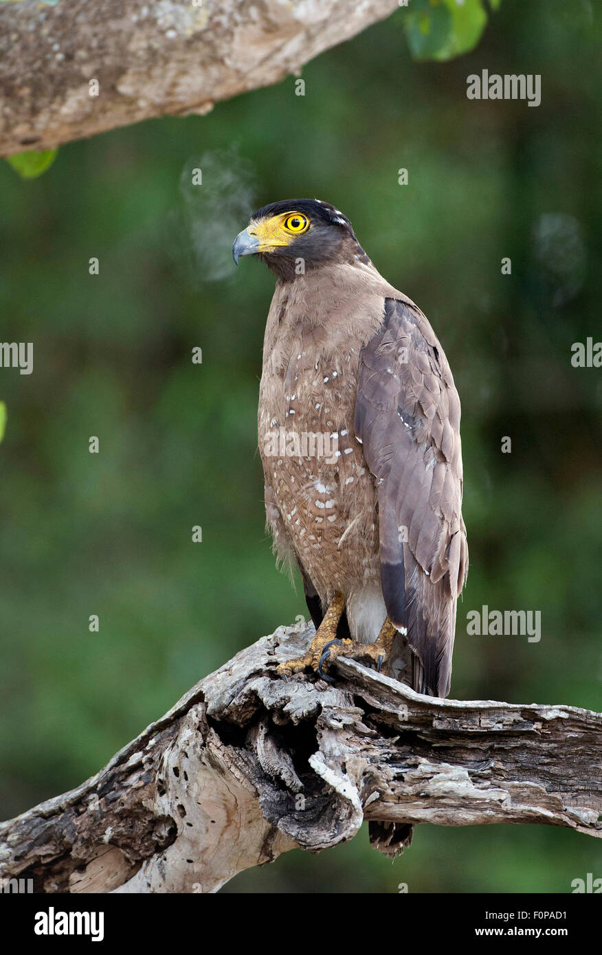 Crested serpent eagle hi-res stock photography and images - Alamy