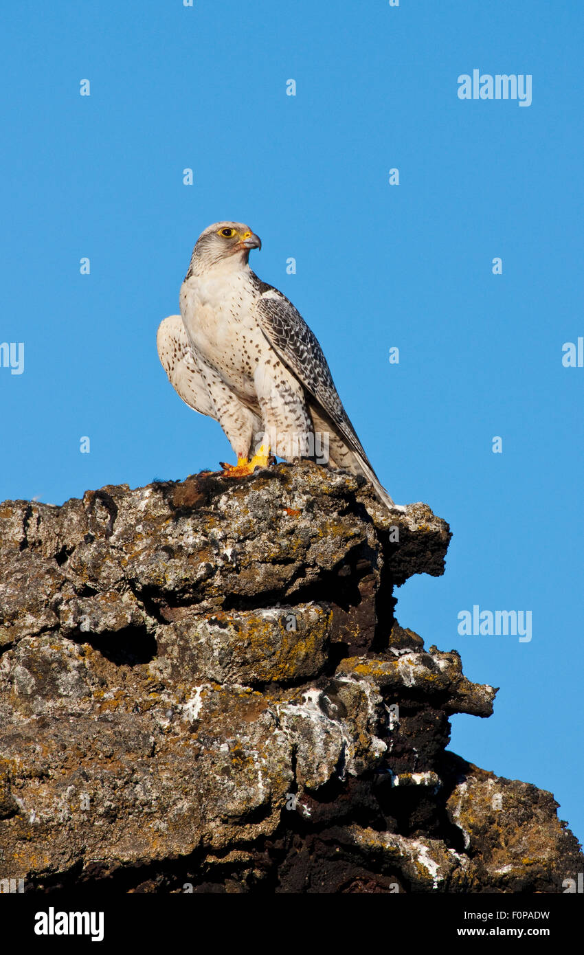 Gyrfalcon (Falco rusticolus) perched on rock, Thingeyjarsyslur, Iceland ...