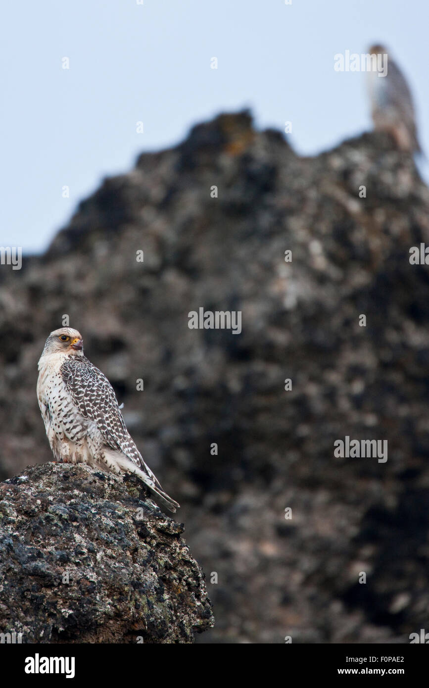 Gyrfalcon (Falco rusticolus) on rock, Myvatn, Thingeyjarsyslur, Iceland ...